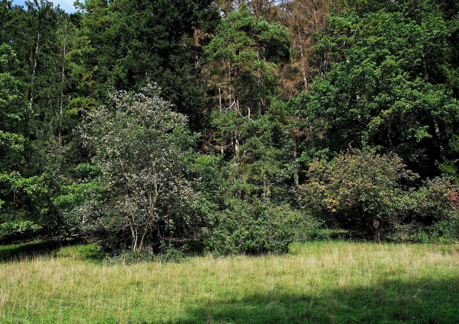 Gredinger Mehlbeere - BUND Naturschutz in Bayern e.V.