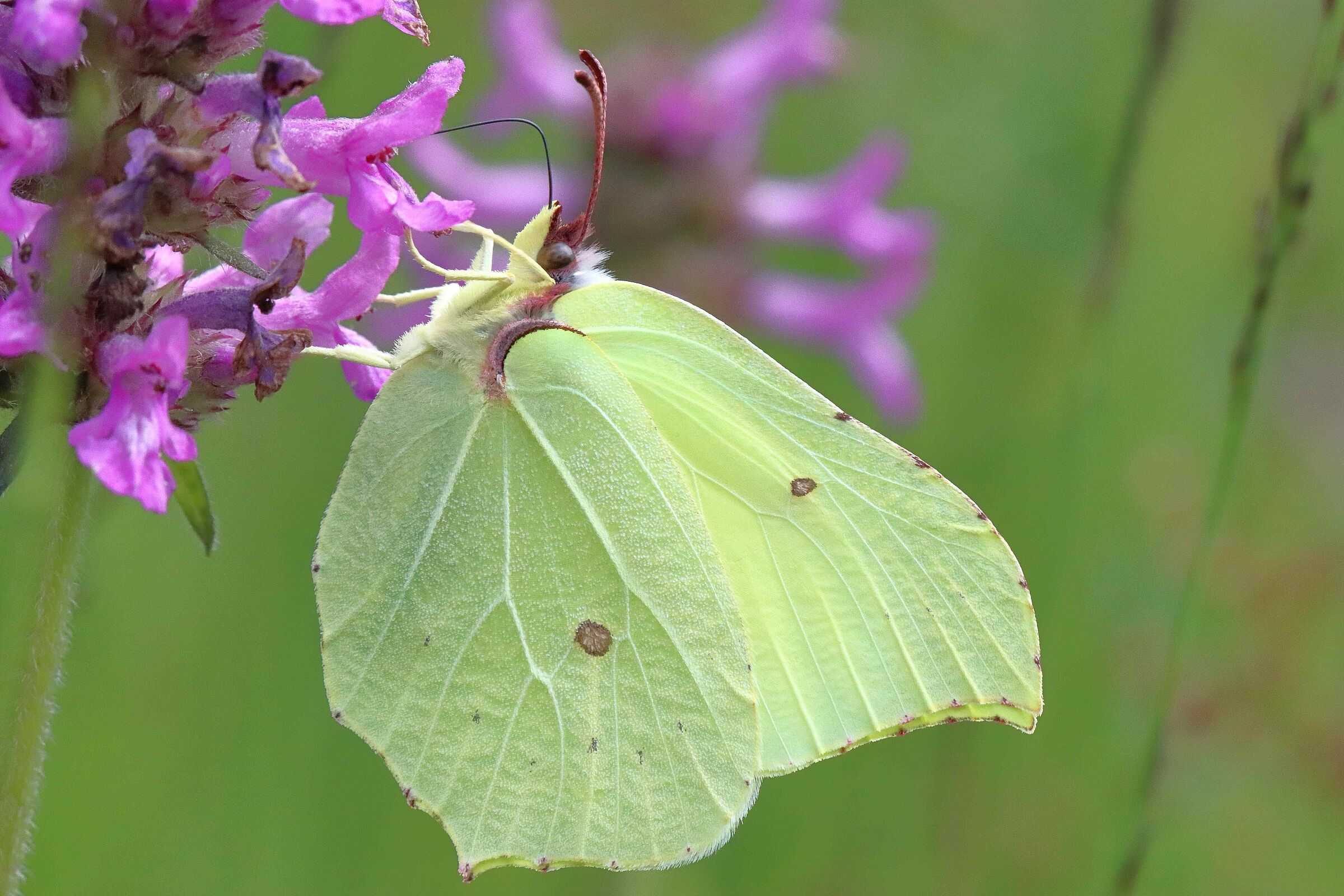 Zitronenfalter - BUND Naturschutz in Bayern e.V.
